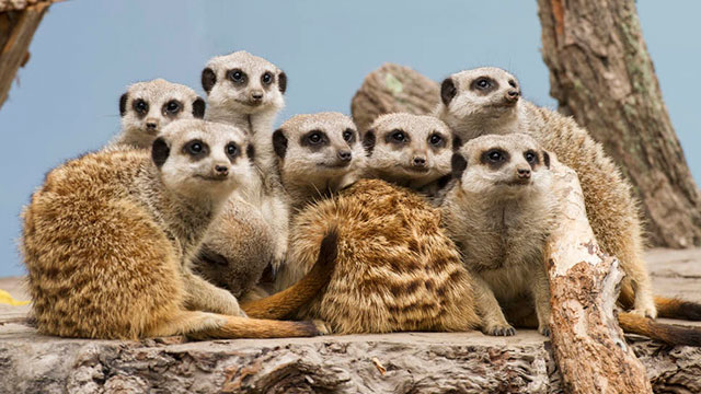 Mogo Wildlife Park Discount Tickets | The NRMA