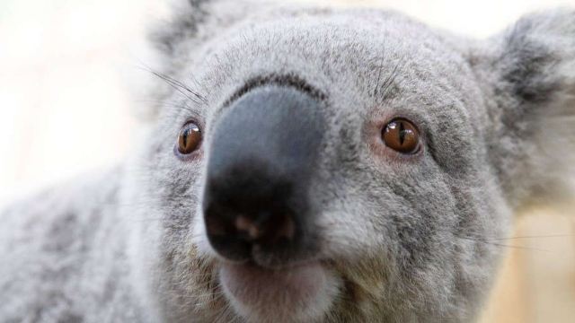 Symbio Wildlife Park Discount Tickets | Symbio Zoo | The NRMA