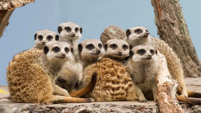 Symbio Wildlife Park Discount Tickets | Symbio Zoo | The NRMA