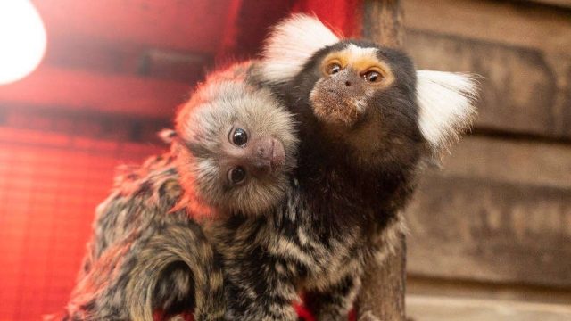 Symbio Wildlife Park | My NRMA Rewards