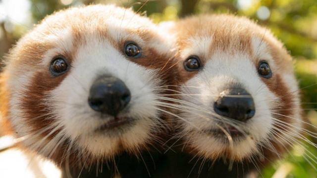 Symbio Wildlife Park | My NRMA Rewards