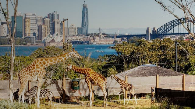 Taronga Zoo | Discount tickets | The NRMA